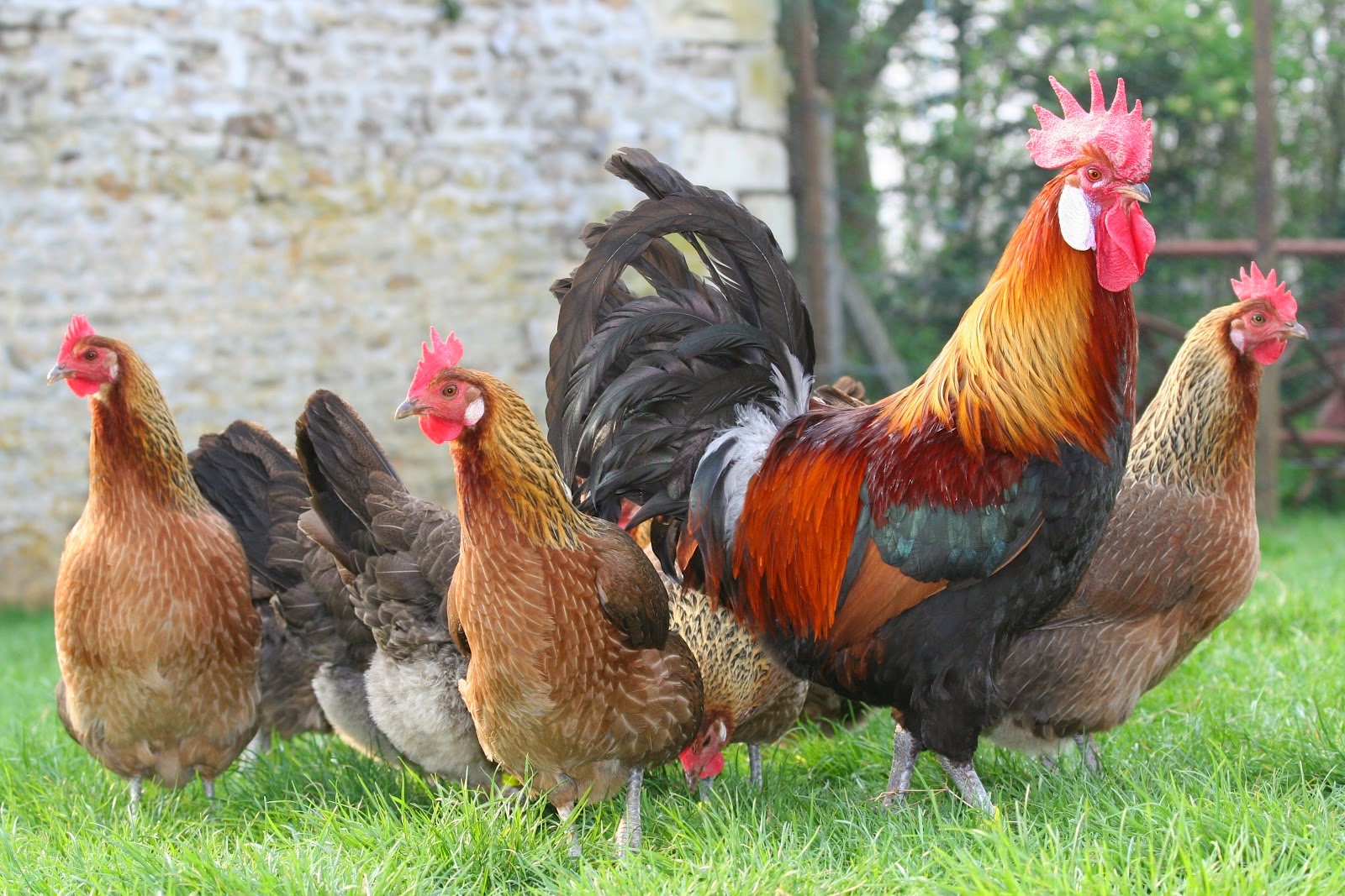 ALL CHICKEN BREEDS FROM FRANCE