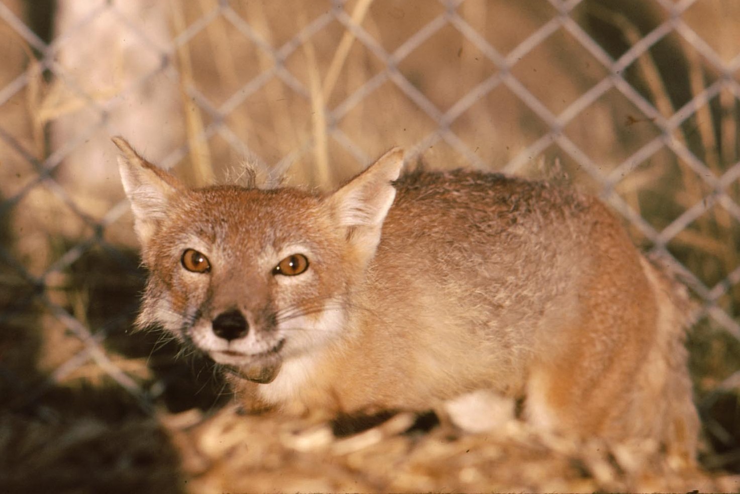 Tahoe is Walking On: Swift Foxes: On the comeback trail (Calgary Herald)