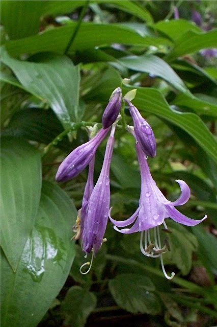 PlantPostings: Plant of the month:Hosta of the Equinox