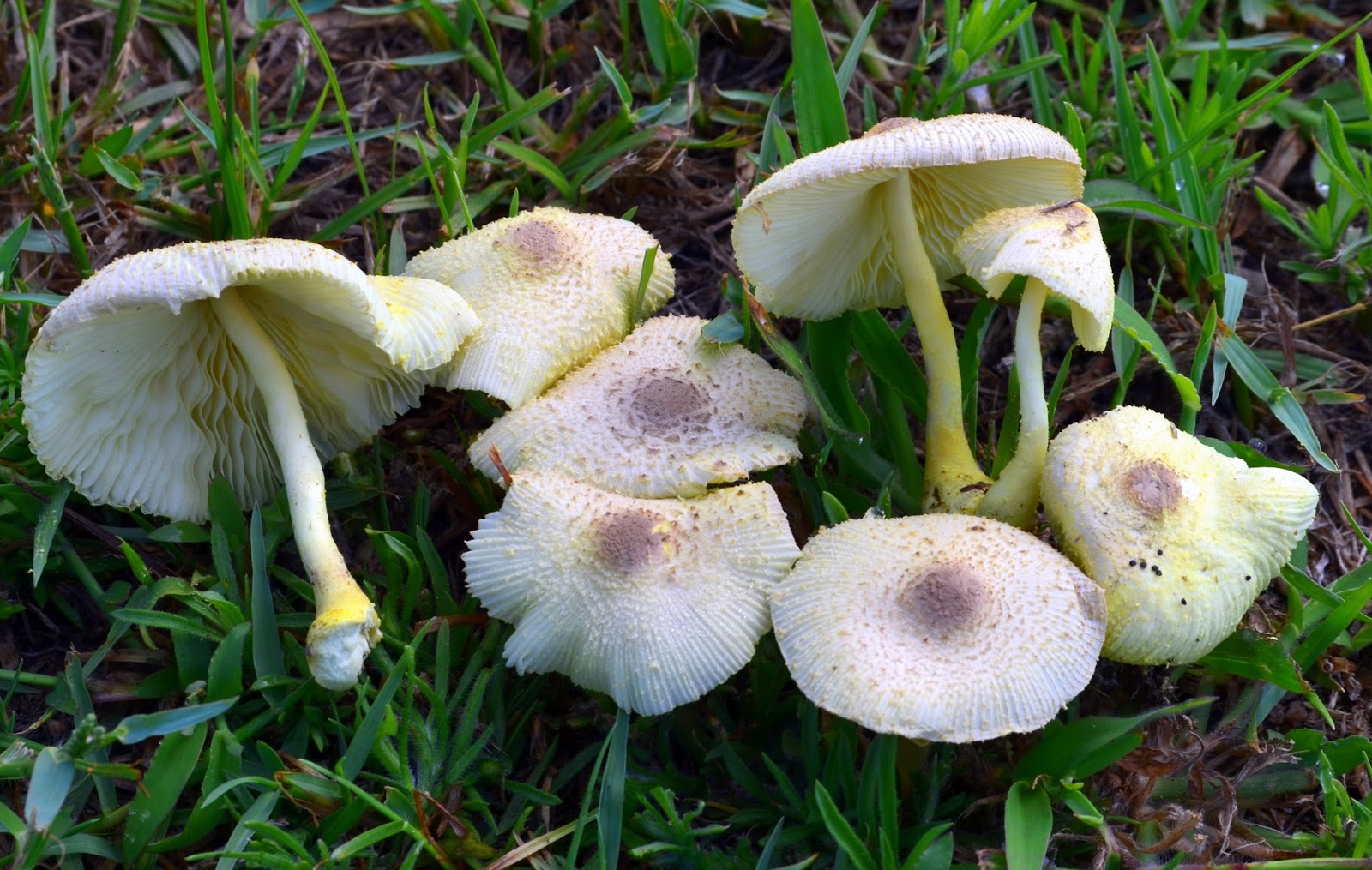 Setas Extremadura : Leucocoprinus Birnbaumii