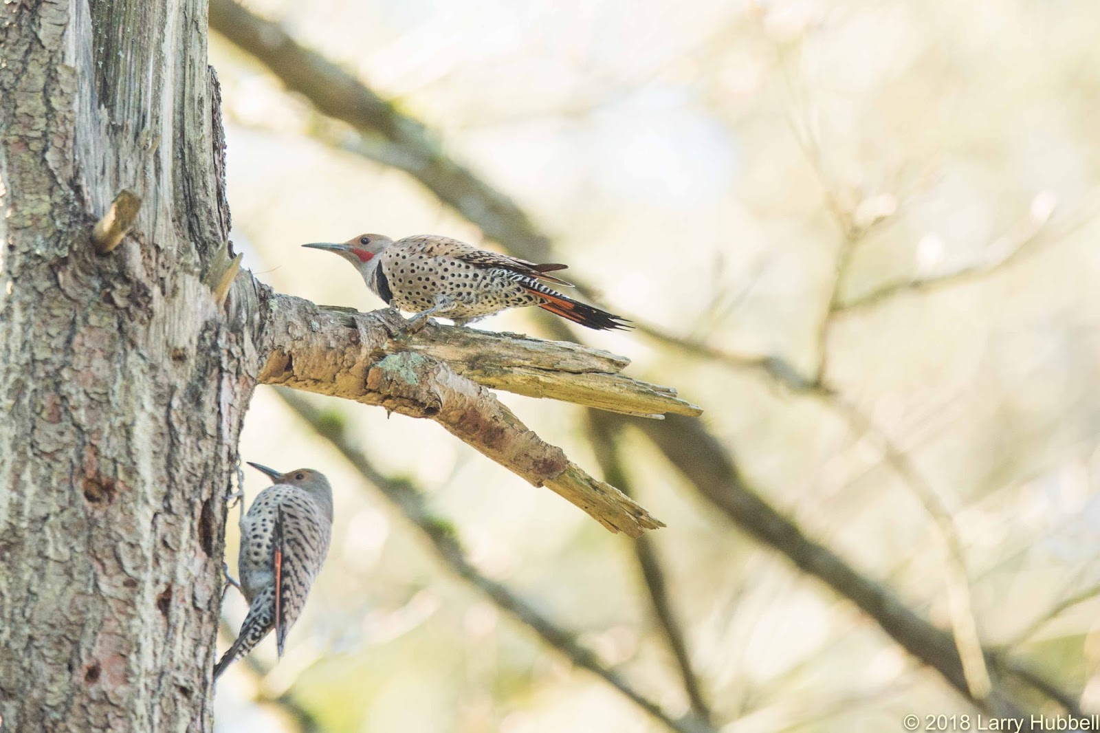 Laurelhurst Blog: All About Flickers