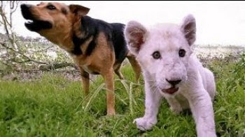 MERODEANDO POR LA WEB: LOS MEJORES AMIGOS UN PERRO Y LEÓN BLANCO (VÍDEO)