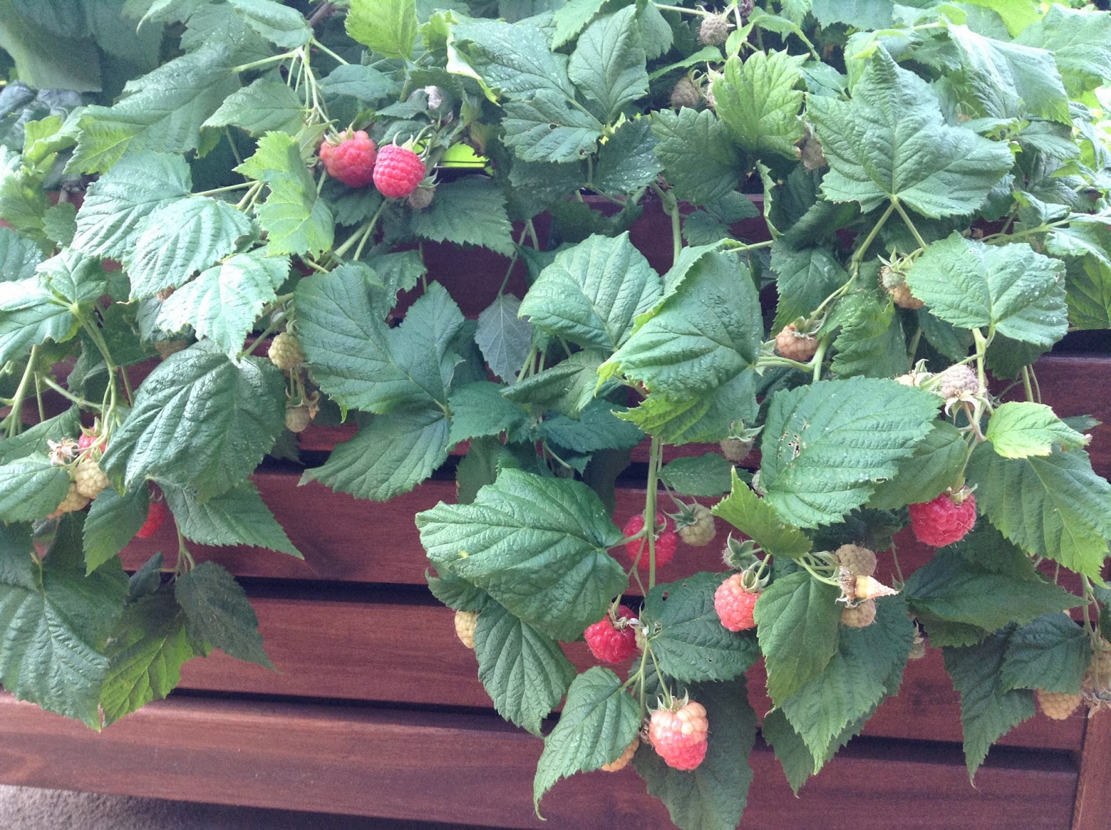 Northwest Nirvana: Patio Planter & Raspberry Shortcake