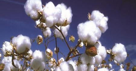 Standard Chart of Cotton Grading - Ahli Desain Tekstil