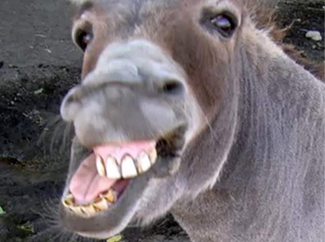 Decires tradicionales canarios: Conoce a la burra por los peos