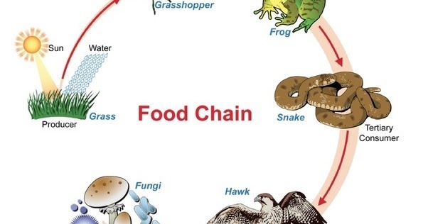 WORKING BEES BLOG: FOOD CHAIN