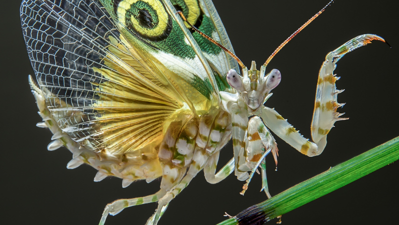 9 Insetos raros que chamam a atenção - Japonês com Legenda