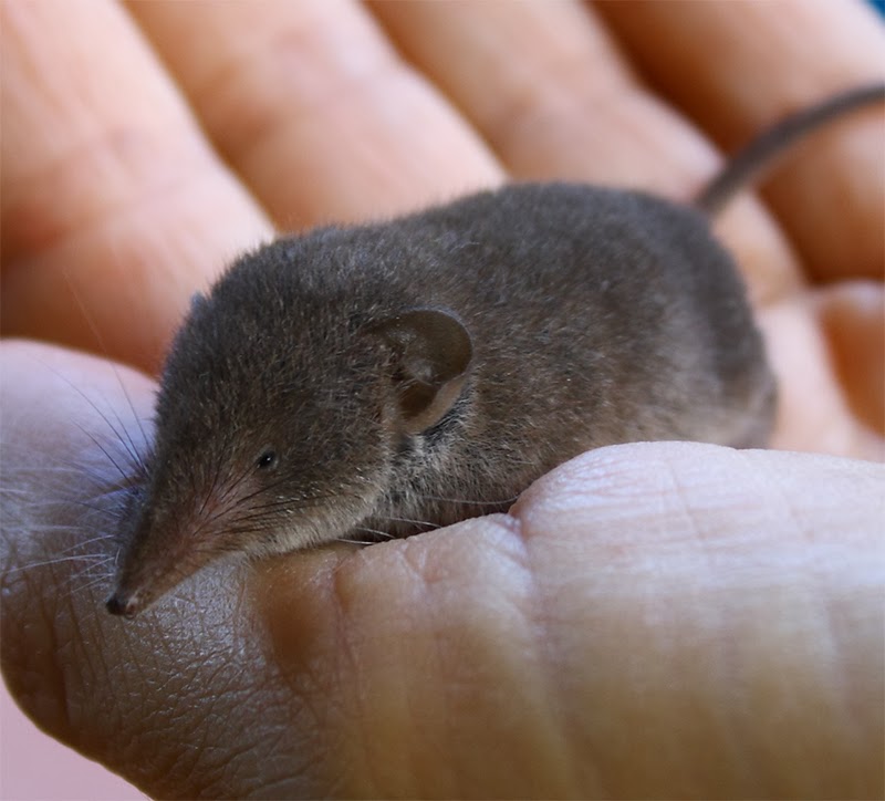 Salvada por los pelos