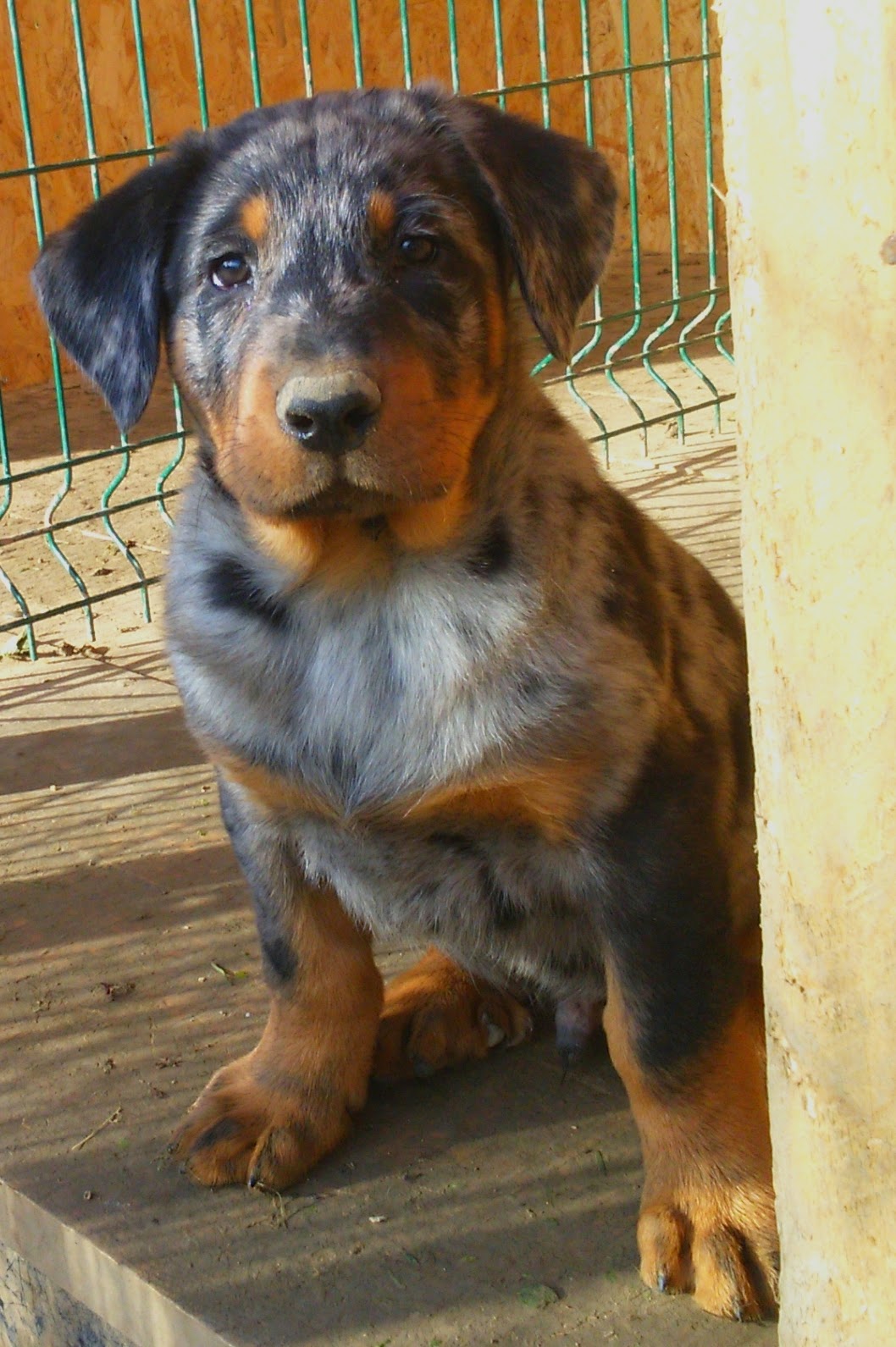 Chiot Berger de beauce de la valériane fleurie: Chiots beaucerons LOF ...