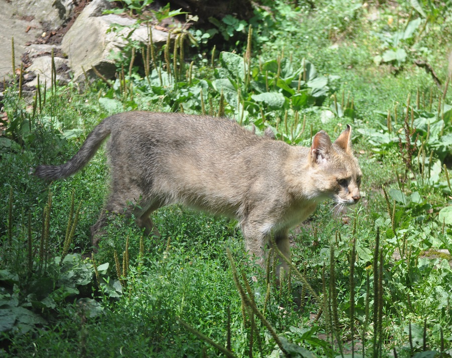 ZOOTOGRAFIANDO (6.100 ANIMALS): GATO DE LA JUNGLA / JUNGLE CAT (Felis ...