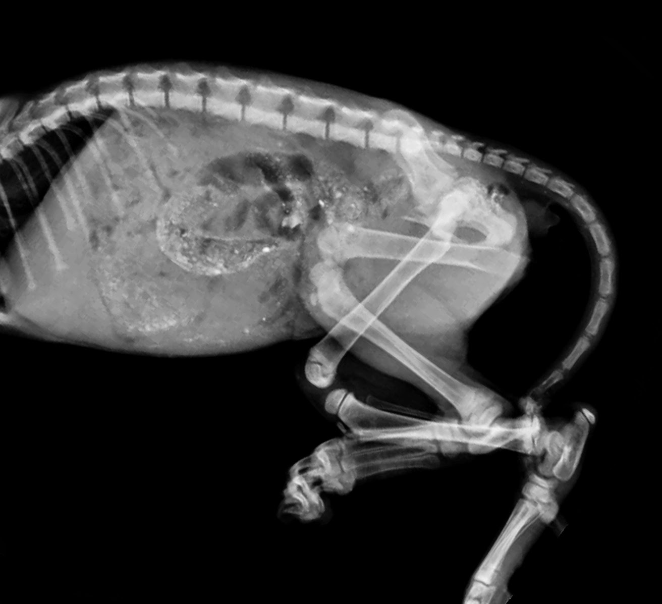 ARTROVET: Fractura de fémur