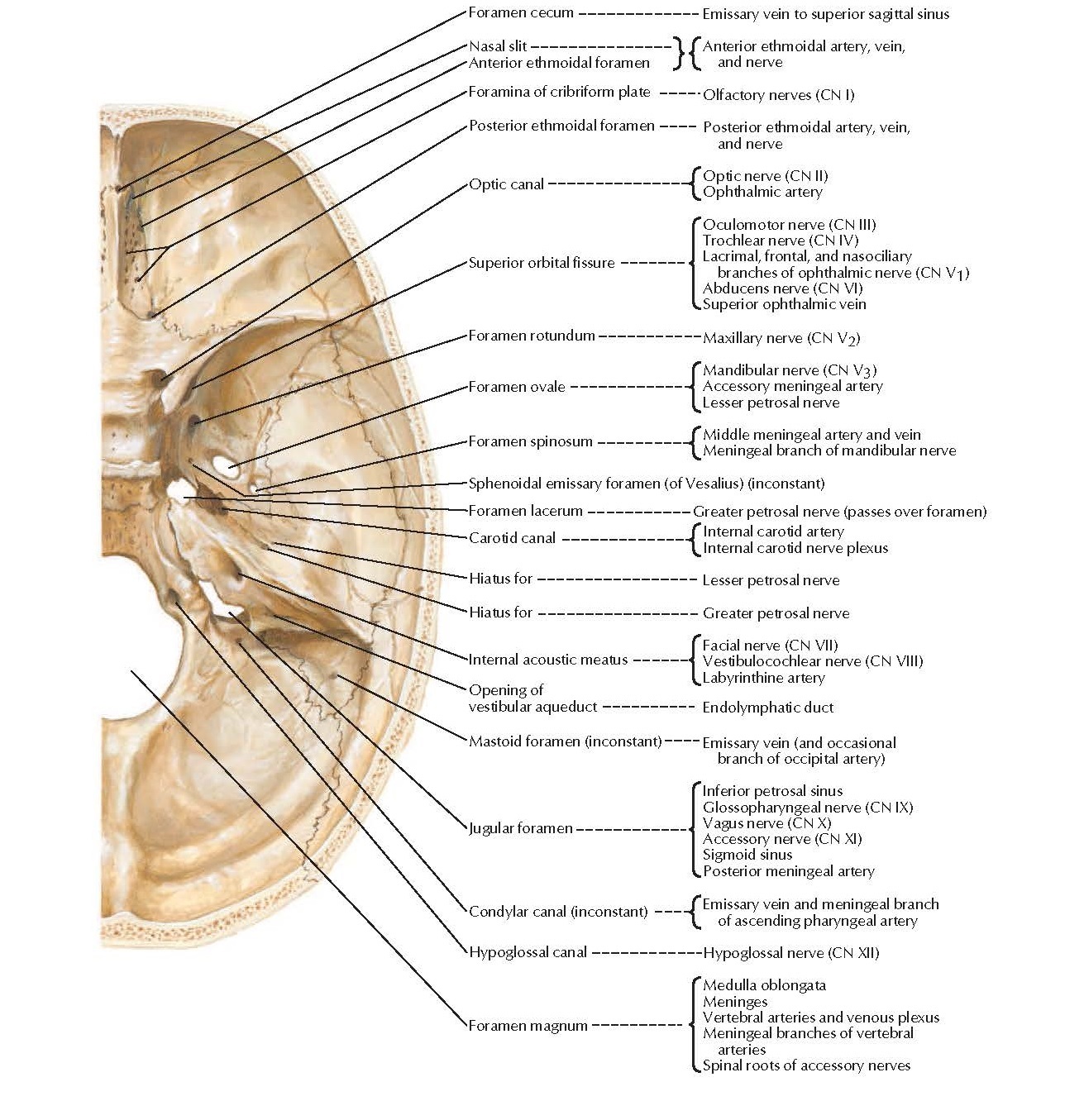 Foramina and Canals of Cranial Base: Superior View Anatomy - pediagenosis