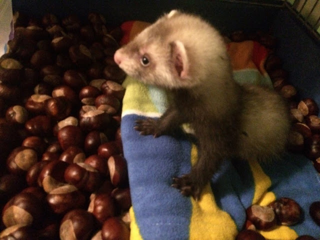 AFRIČKI TVOR,mala ljupka životinjica će Vas usrećiti,ako je usrećite.