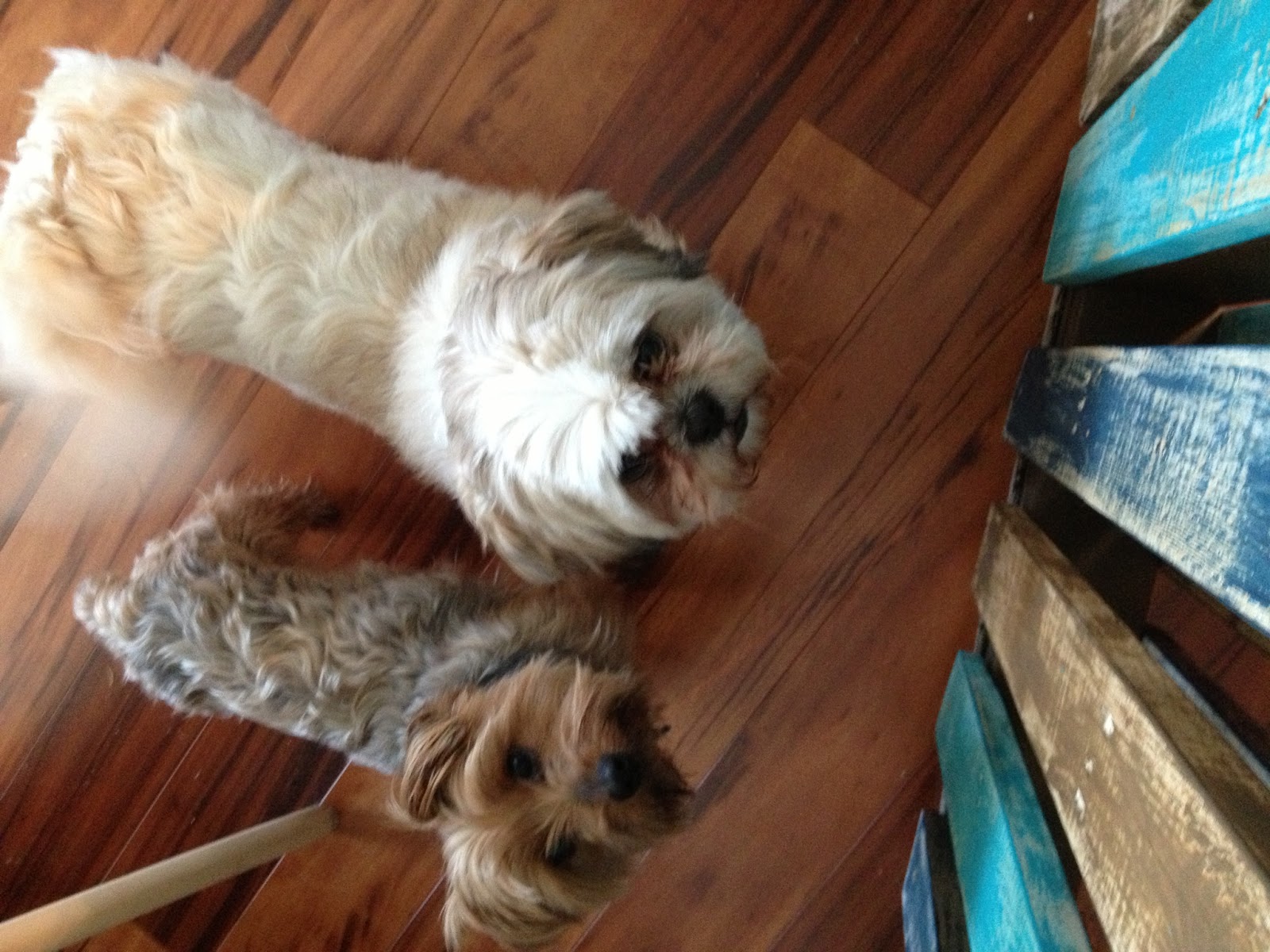 Sweet Someday: DIY Pallet Dog Gate