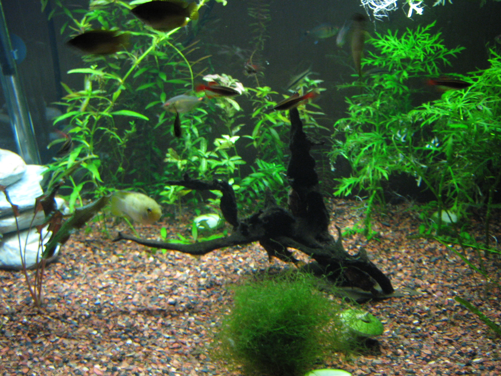 Ecco's Aquarium Blog: New 40 Breeder Planted Tank