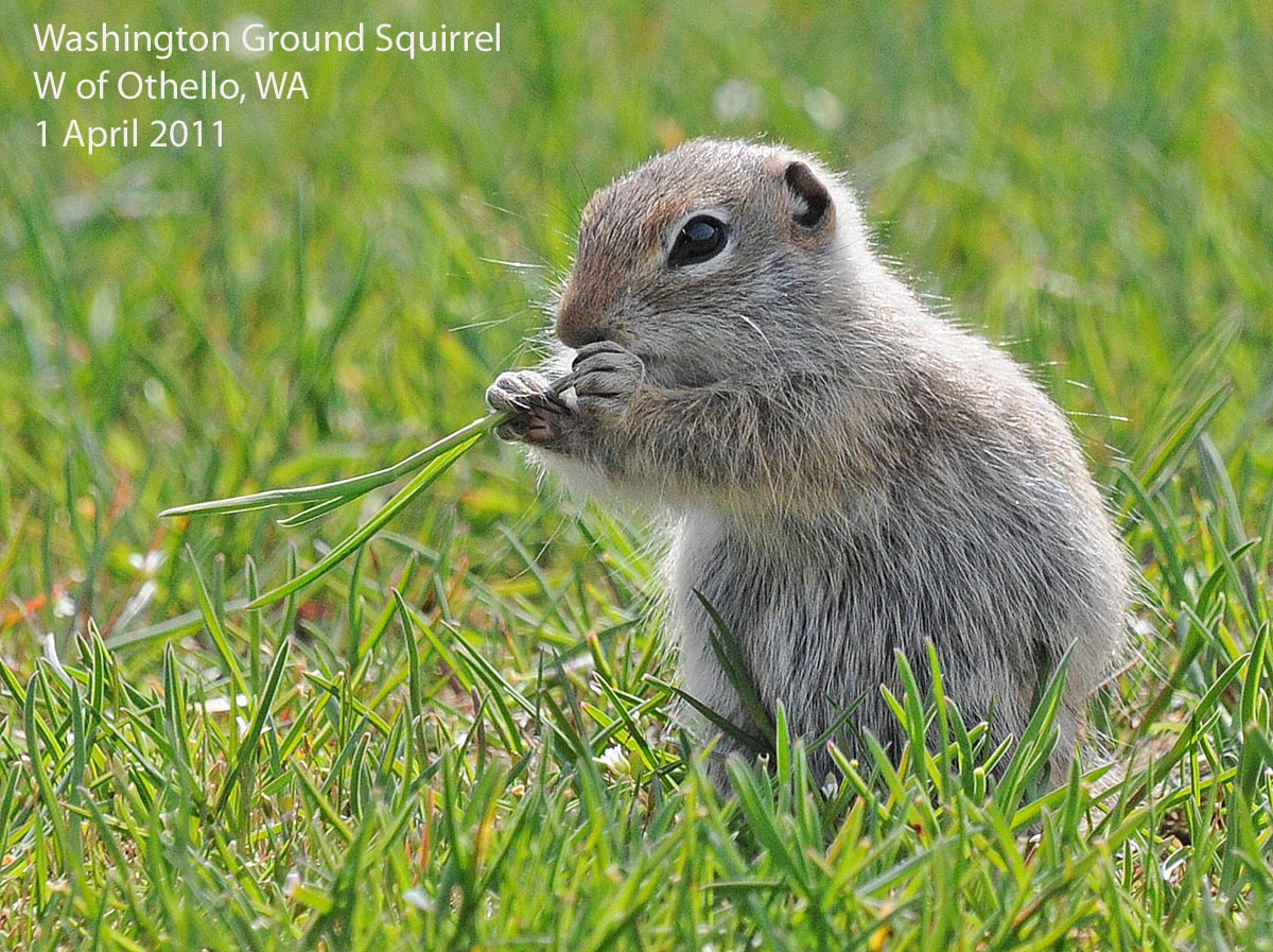 Northwest Nature Notes: SPRING IS THE TIME FOR GROUND SQUIRRELS
