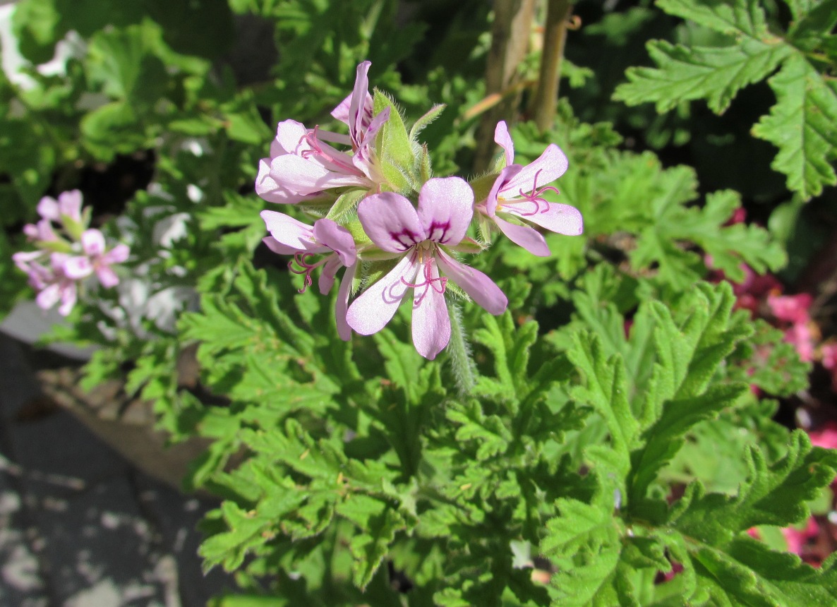 Pelargonium: Pelargonia szorstka,geranium,anginka
