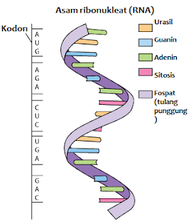 PROTOBION DAN RNA, MOLEKUL PENTING YANG TERDAPAT DALAM TUBUH MANUSIA ...