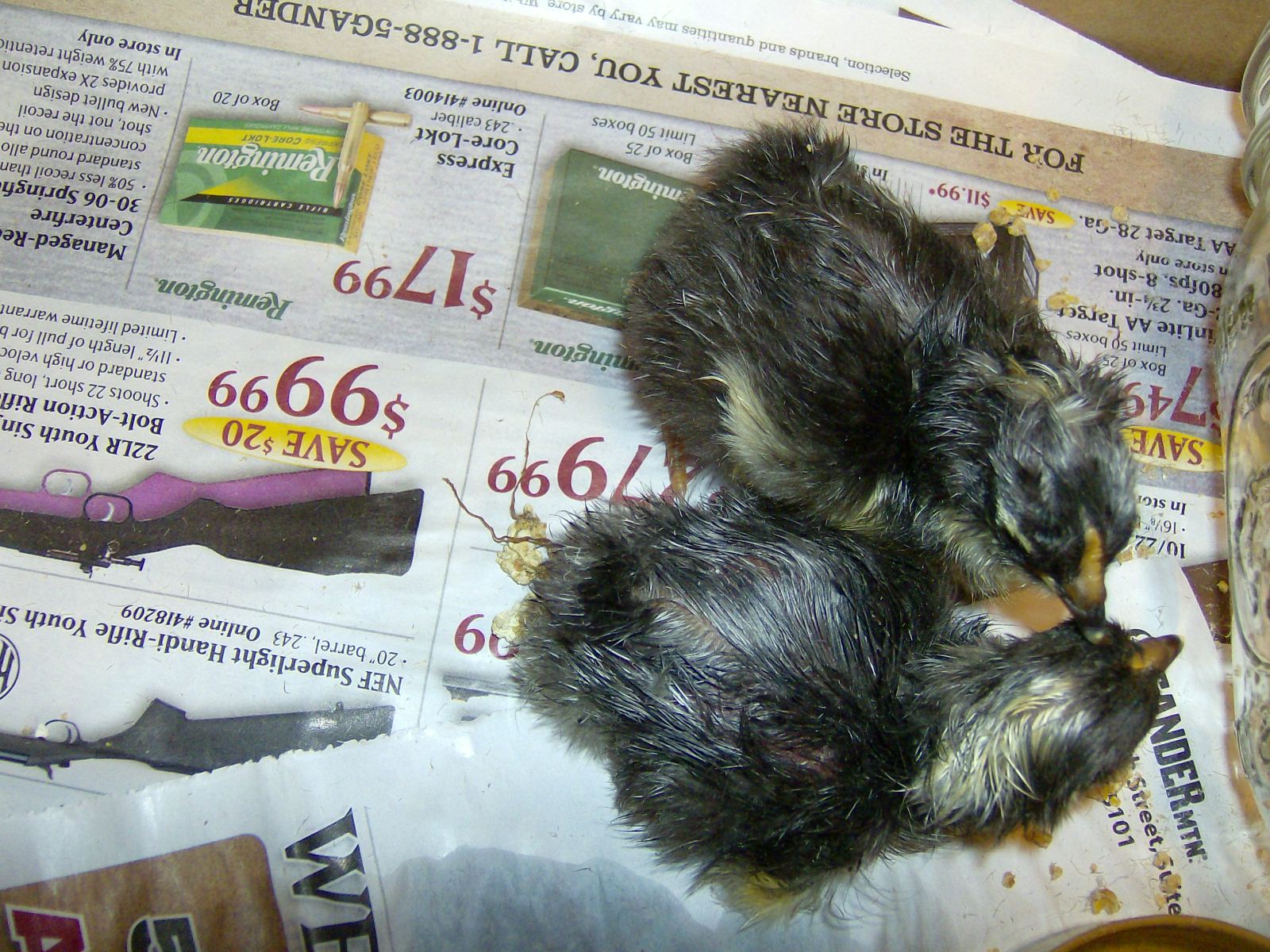 All about raising chickens!: Day 21 We have some new baby chicks!