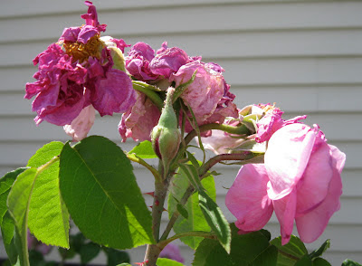 CRAZY BY DESIGN: Garden Art - Nature’s and Mine