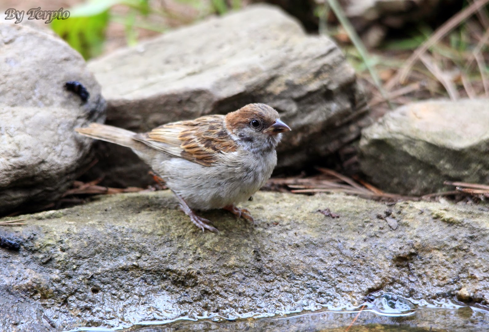 Viajes, Salidas, Naturaleza, (Fotografía).: Gorrión Molinero (Passer ...
