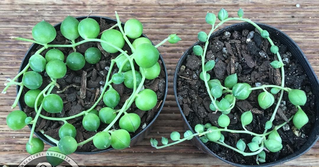 Mudflower: String of pearls - real and fake