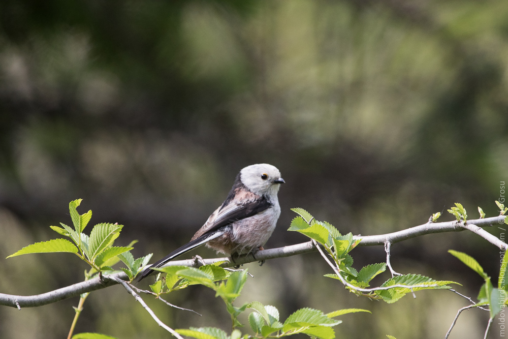 Păsări din Moldova: Pițigoiul codat din Valea Trandafirilor