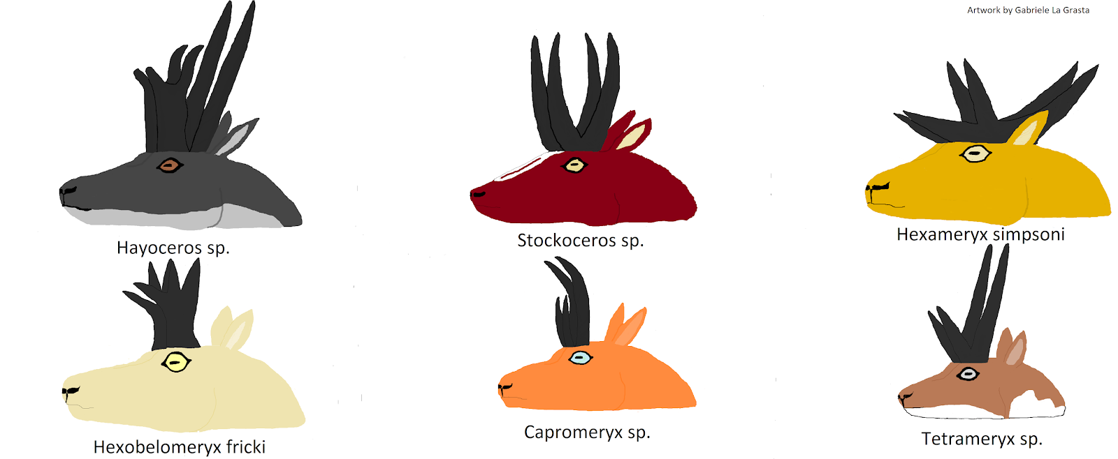 L'antilocapra e la sua complessa storia naturale