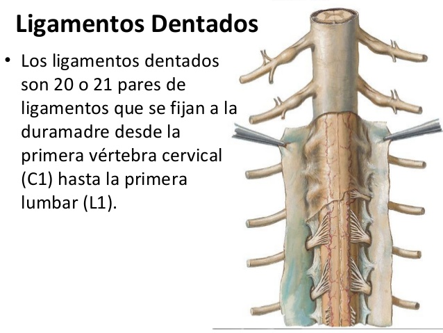 La médula espinal y su morfología externa e interna