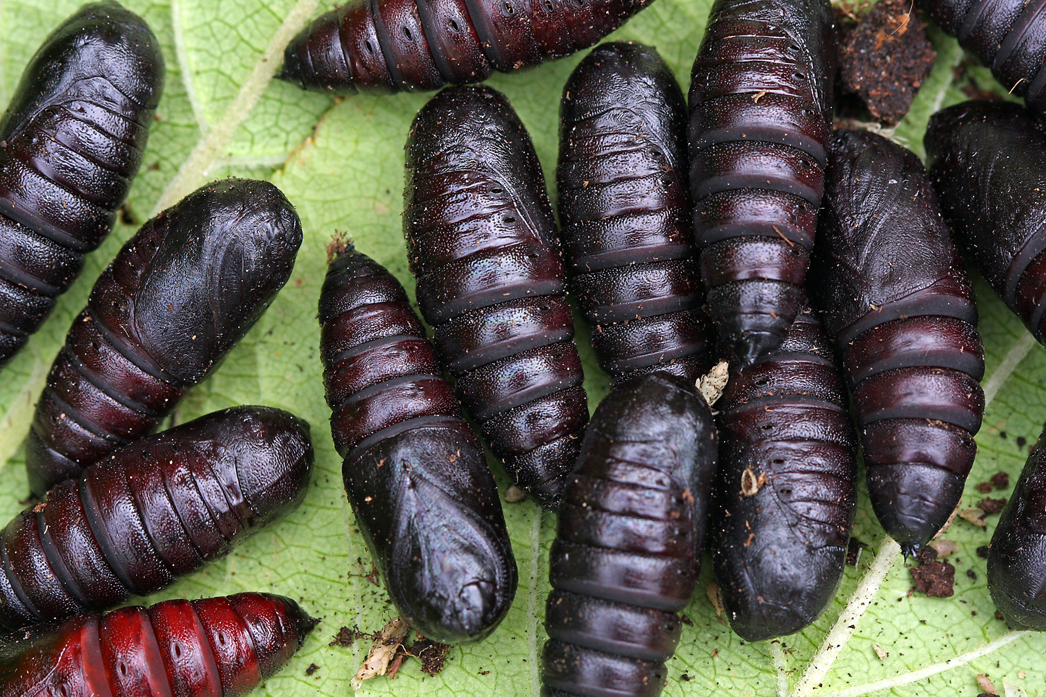 JJ's Photographic nature blog: September 2012