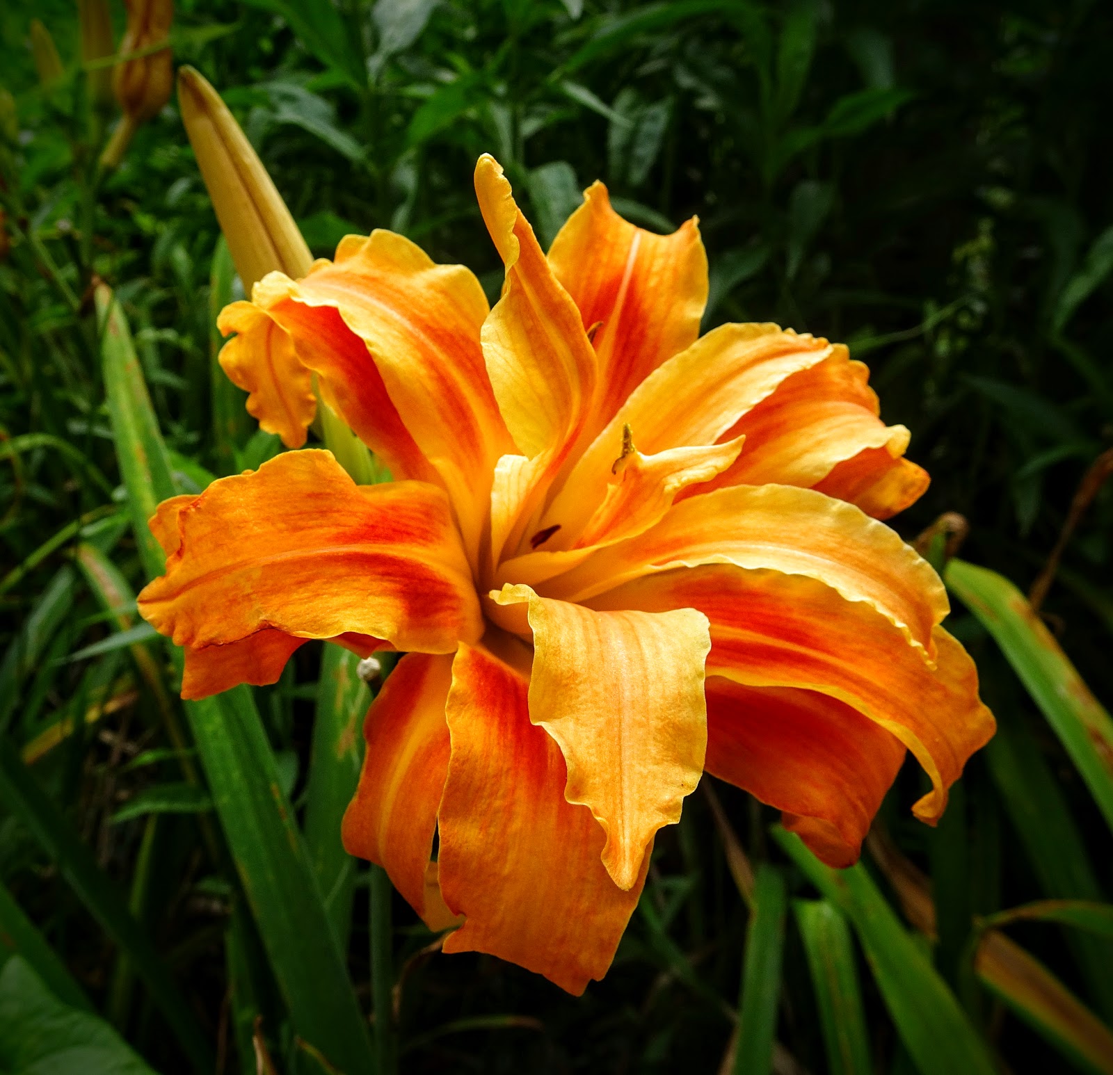 Love, Joy and Peas: Lavender, Spirea, Double Day Lily, Mexican Blanket ...