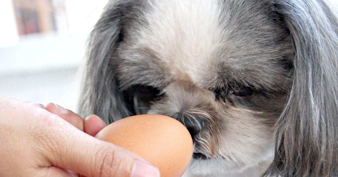 NUNCAJAMAS COCKER: LOS HUEVOS EN LA DIETA DE TU PERRO