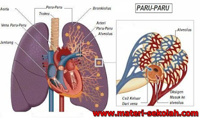 Nih Sistem Ekresi Pada Manusia - Materi Tertulis