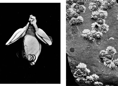 Natural History, Creation and Religious Conflicts: Barnacles from space?