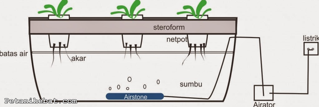 Hidroponik Sederhana Dengan Sistem Rakit Apung (Water culture ...