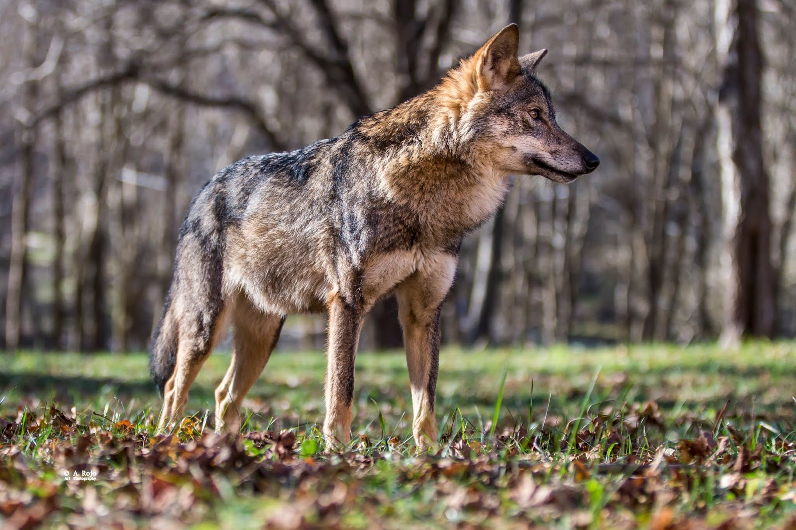 Lobo Ibérico (Canis lupus signatus) SOS: abril 2010