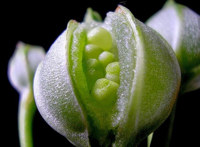 HOW TO GROW ALSTROEMERIA FROM SEED |The Garden of Eaden