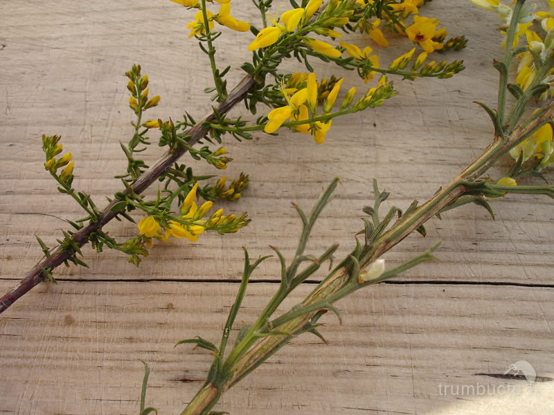 trumbuctu: carqueja em flor
