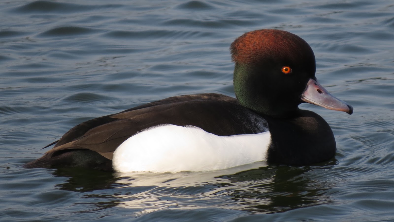 Pochard species? UK | BirdForum