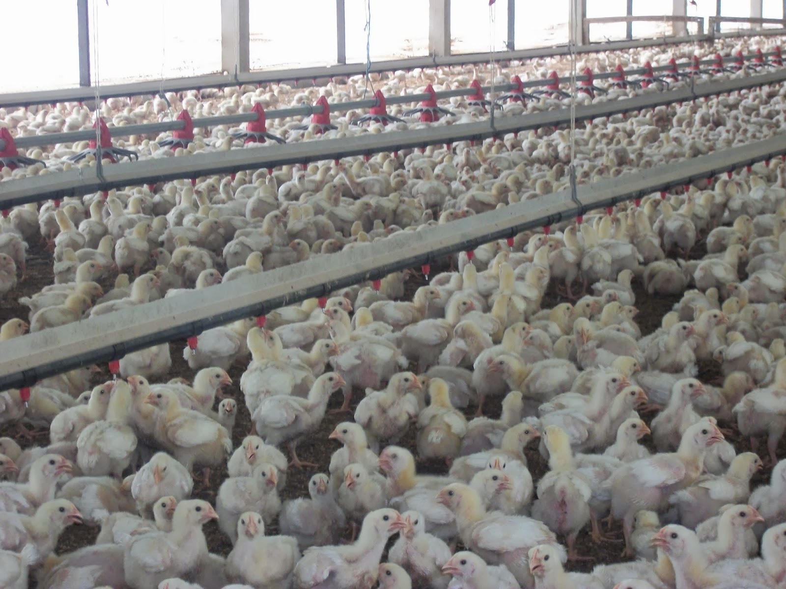 PRODUCCION AVICOLA: SACRIFICIO POLLO DE ENGORDE