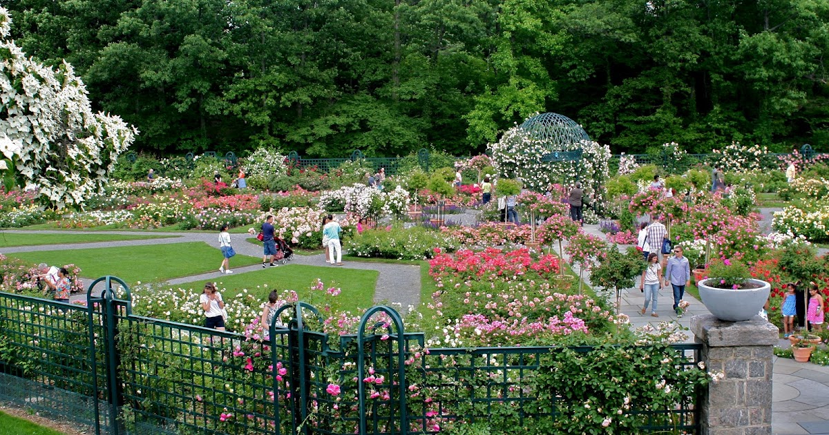 Garden Bytes from the Big Apple: EARTH-KIND™ EASY ROSES