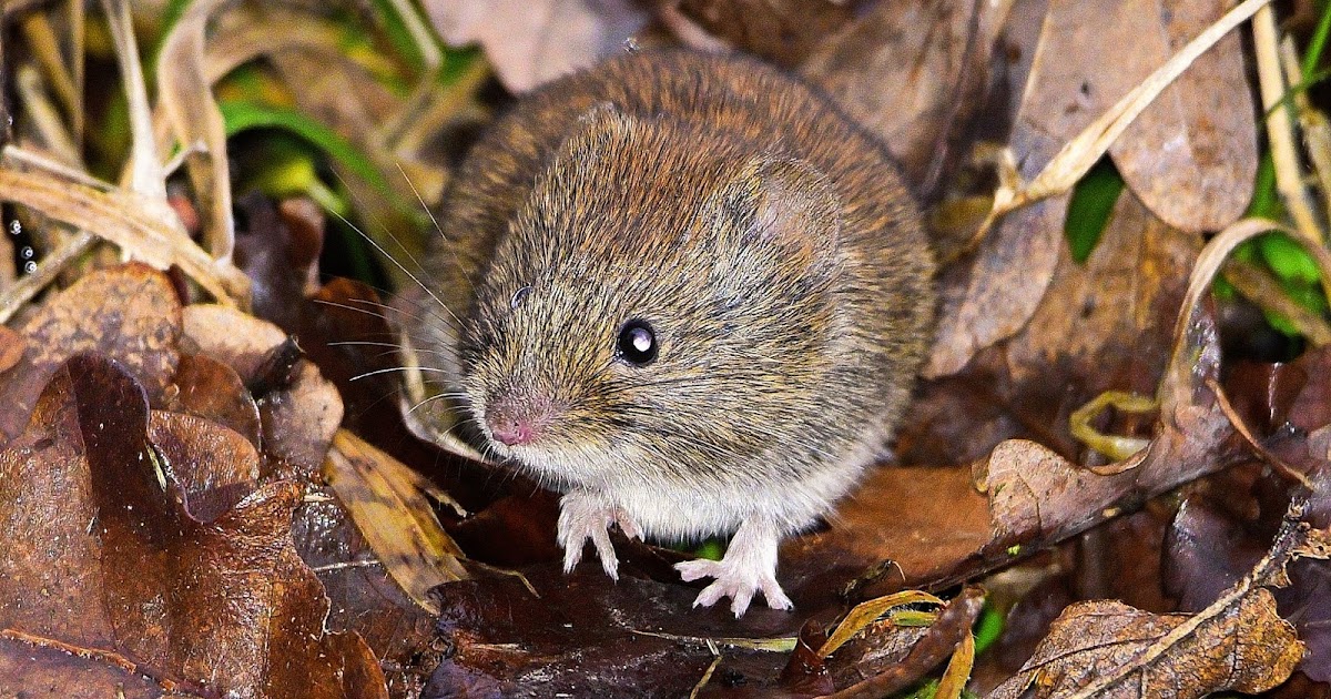 Oxfordshire Wildlife: Field Vole - Bank Vole?
