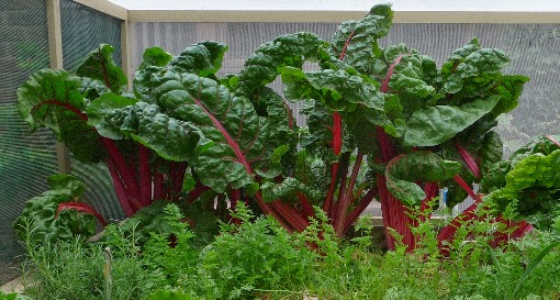 Growing Organic Vegetables: Growing Silverbeet