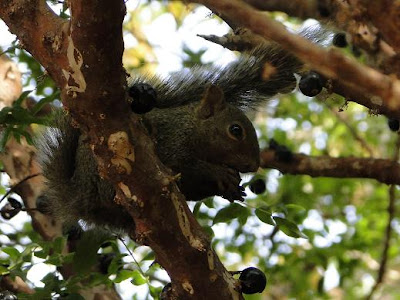 Sarzedo Ecologia: Caxinguelê: o esquilo brasileiro