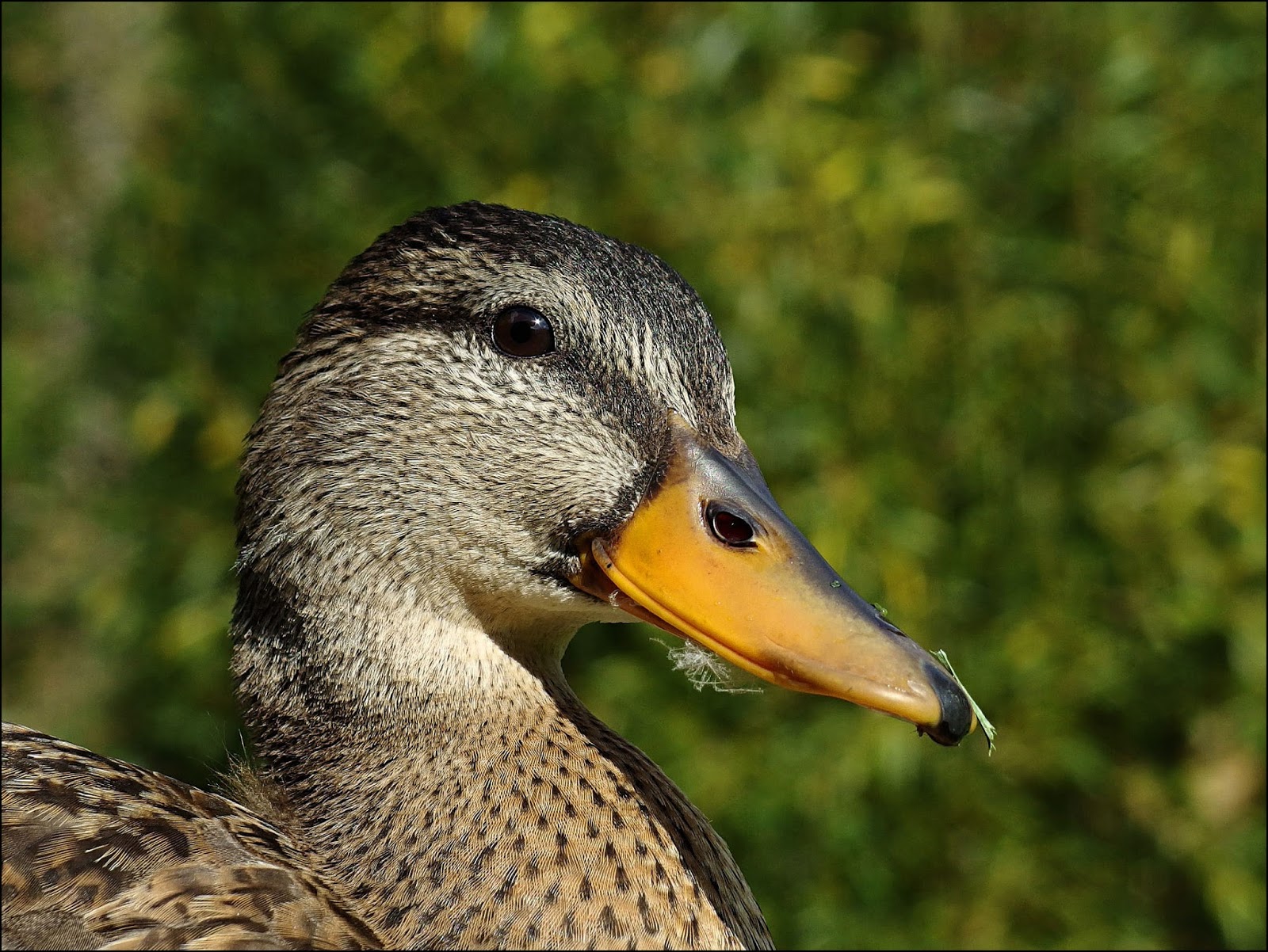 "By Stargoose And Hanglands": Hello, Me Old Duck!