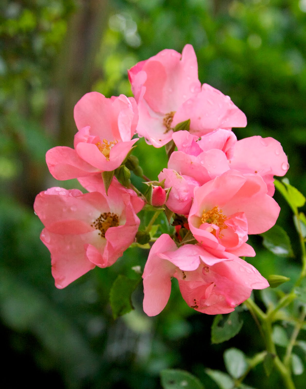 The Gardens of Petersonville: Another Carpet Rose