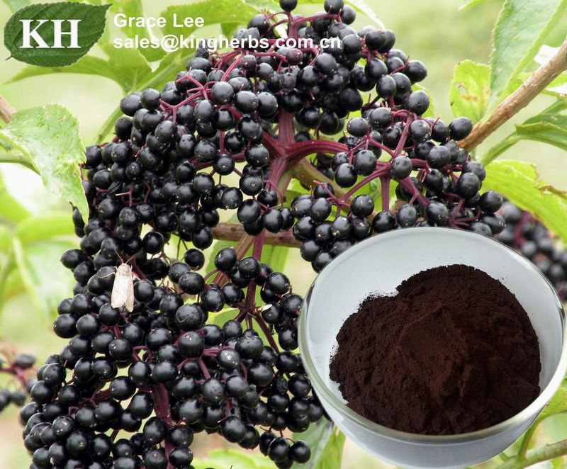 Seminte si plante de gradina hobby: Soc-Sambucus Nigra L.