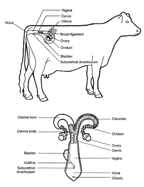 The Processes of Normal Calving - Vet in Training