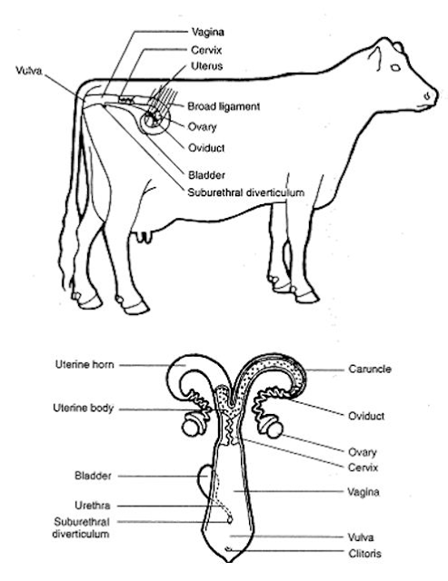 The Processes of Normal Calving - Vet in Training