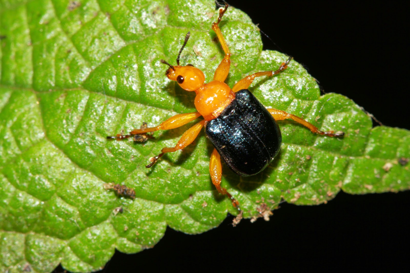 台灣捲葉象鼻蟲: Tomapoderus coeruleipennis (Schilsky, 1903)琉璃捲葉象鼻蟲